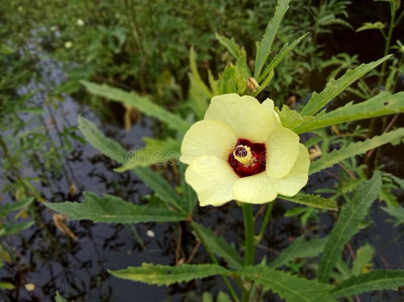 Ladies Finger Flower stock photo. Image of flower, very - 123135236