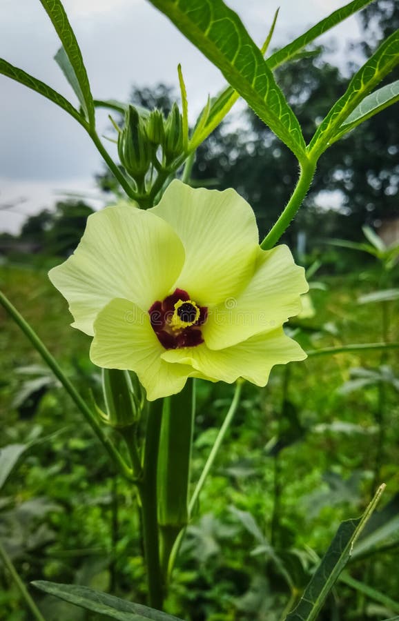 Ladies finger flower stock image. Image of prairie, produce - 232765367