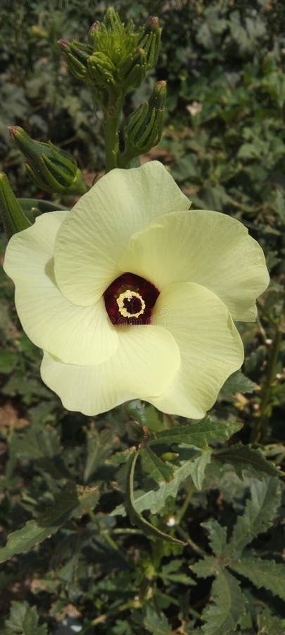Ladies finger plant stock photo. Image of lily, produce - 247181038
