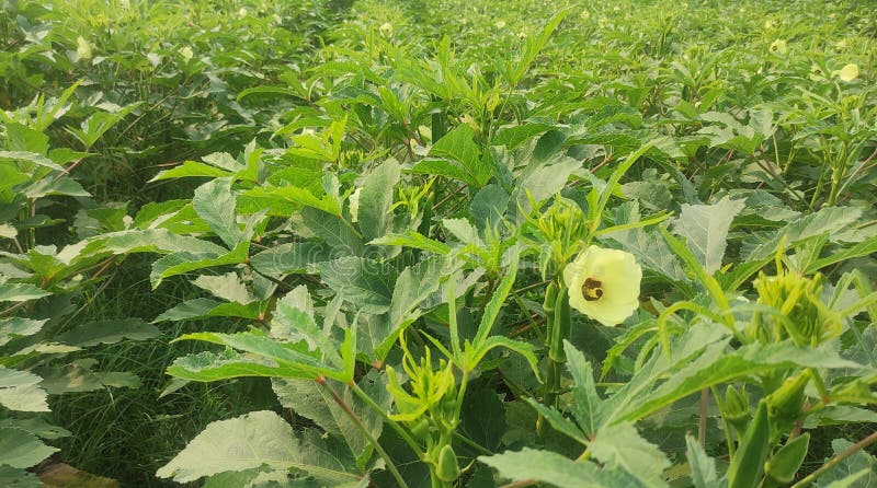 Ladies Finger Plant in Filed Stock Photo - Image of fresh, background ...