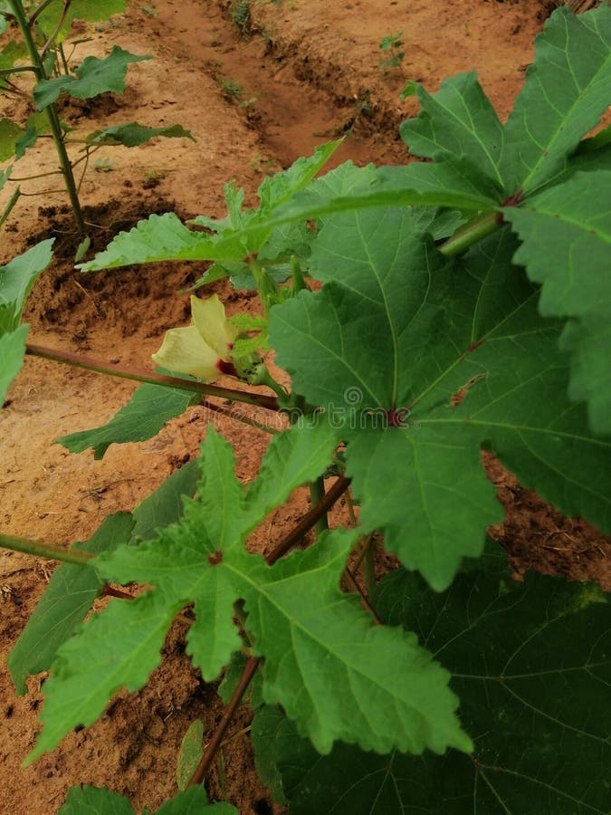 This is a Ladies Fingers Plant Stock Image - Image of herb, leaf: 251418755