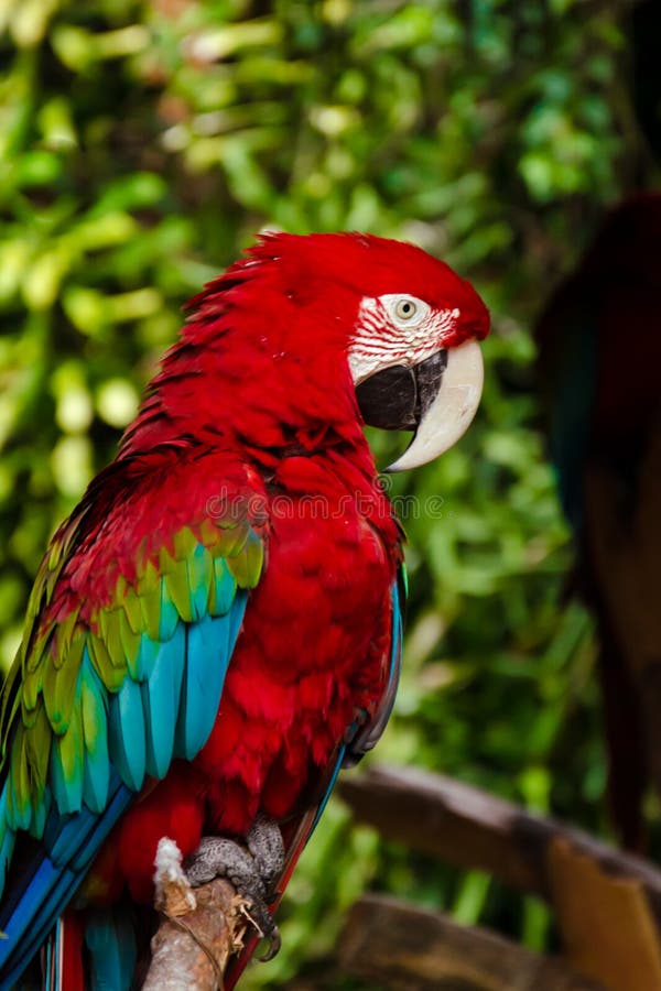 Lado-vista De Un Macaw Verde-con Alas Foto de archivo - Imagen de ...