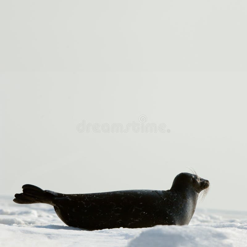 Baltic ringed seal stock image. Image of adult, water - 25880403