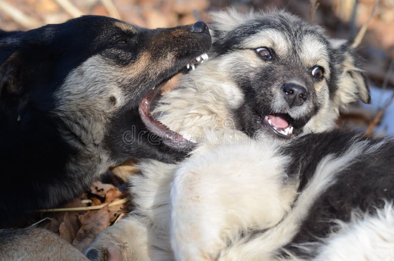 Ladrando A Un Perro Enojado Imagen de archivo - Imagen de perro ...