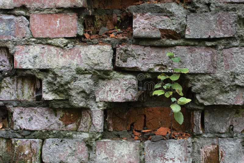 Ladrillo Antiguo. Fragmento De Una Pared Que Colapsa Con Un Brote De ... Ladrillo Antiguo. Fragmento De Una Pared Que Colapsa Con Un Brote De ...