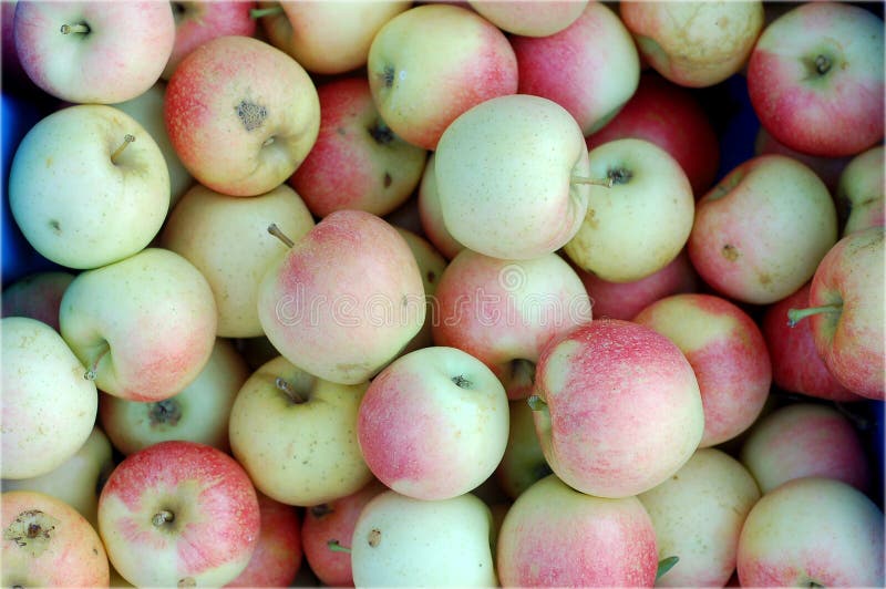 Lady apple stock photo. Image of healthy, fresh, snack - 32391418