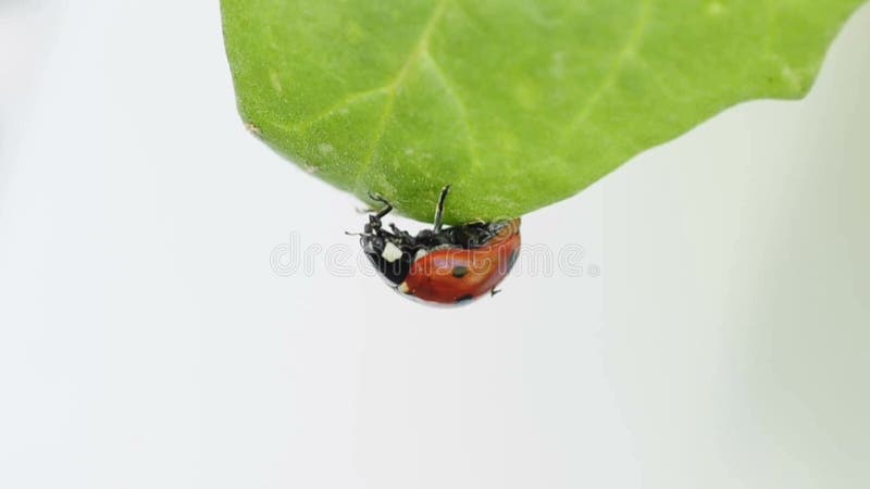 Lady Beetle on a Green Leaf Stock Footage - Video of closeup, yellow ...