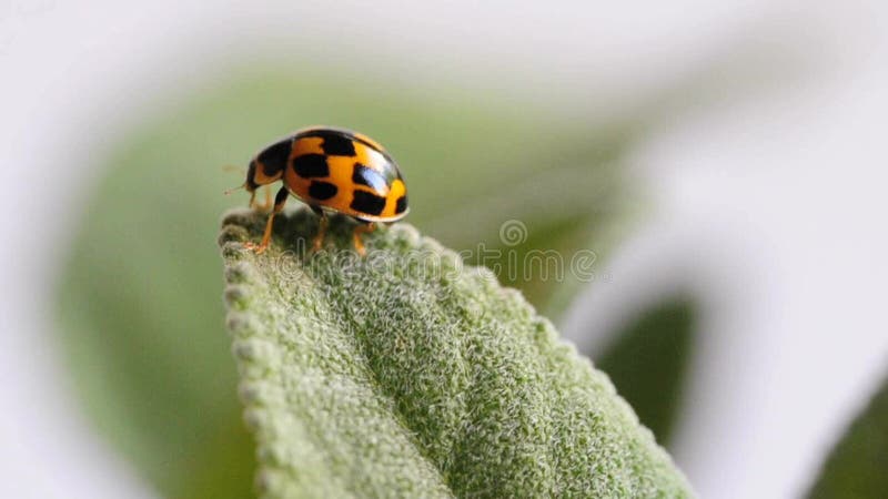 Lady Beetle on a Green Leaf Stock Footage - Video of closeup, yellow ...