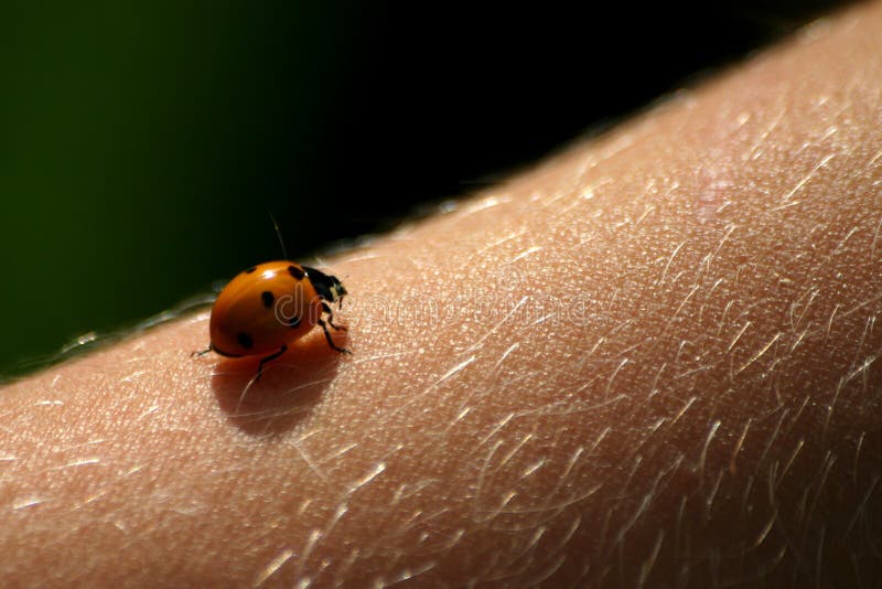 Lady-bird stock photo. Image of sunny, bird, insect, people - 251540