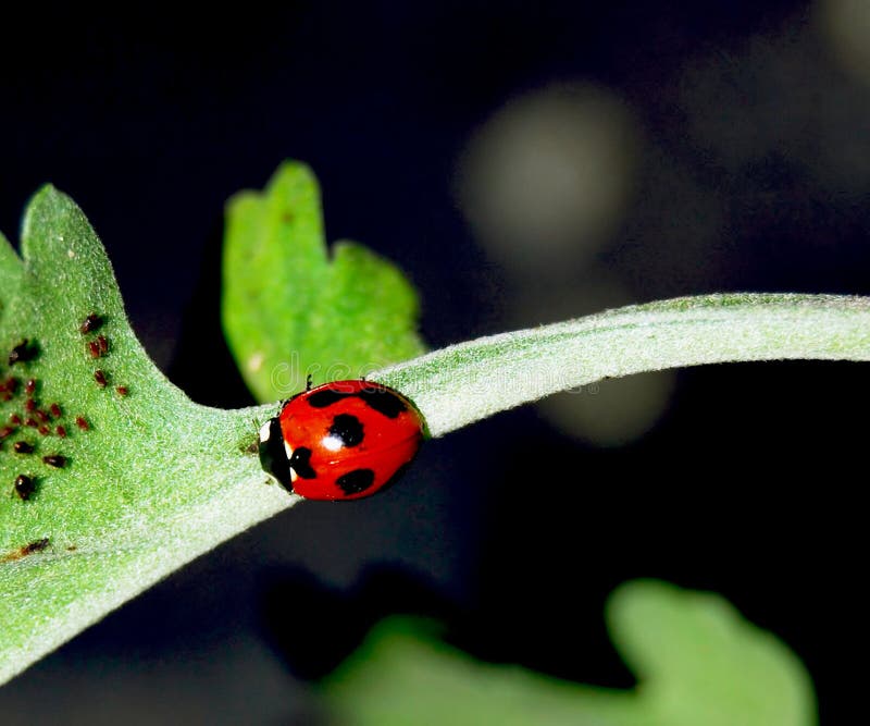 6+ Red lady bird green leaves Free Stock Photos - StockFreeImages