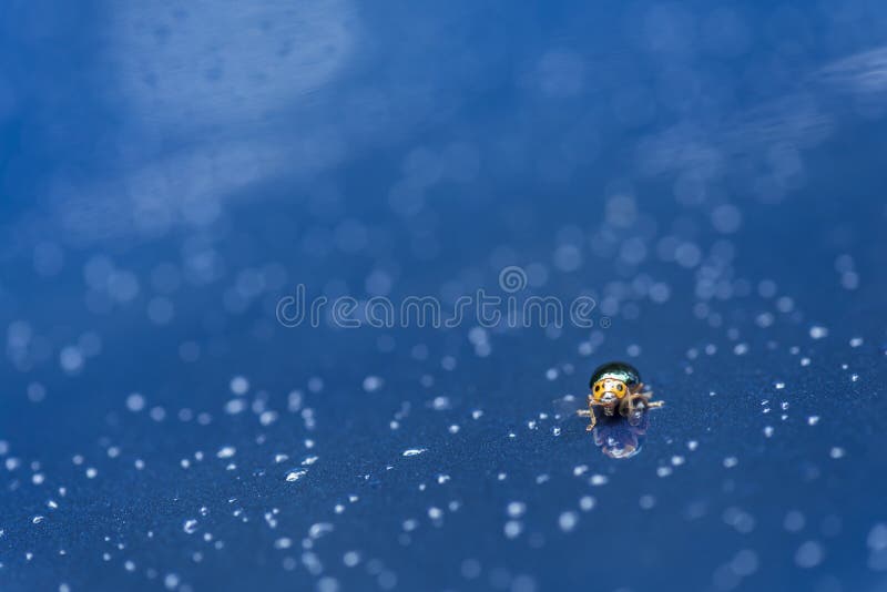 Lady Bird on Blue Surface with Rain Drops Stock Image - Image of lady ...