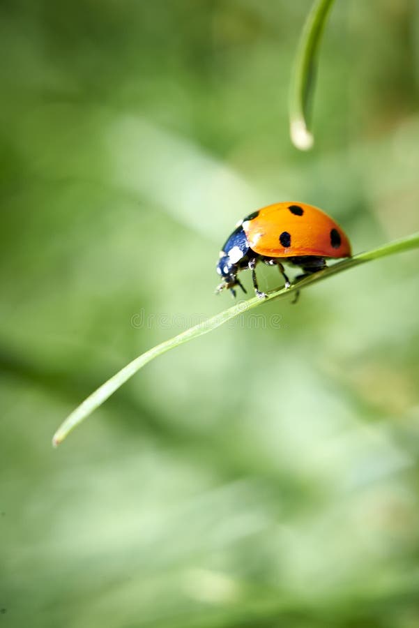 Lady bird stock photo. Image of lady, insect, crawl - 186078304