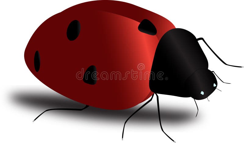 Lady bird stock vector. Illustration of wildlife, moving - 35317068