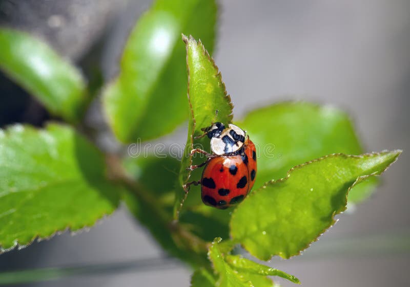 Lady bird on a leaf stock image. Image of nature, macro - 190574867