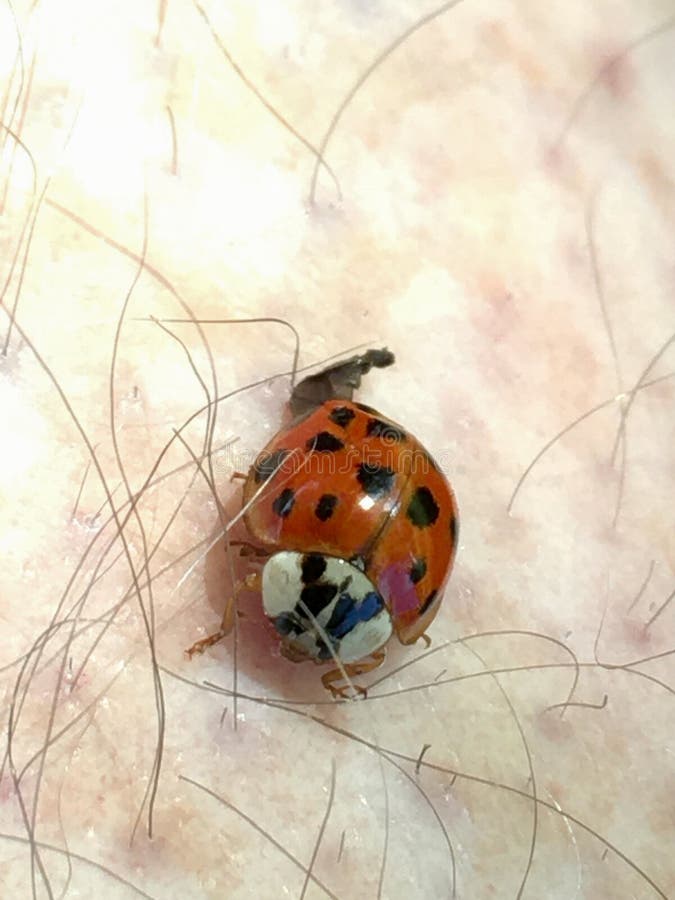 Lady Bird on Male Human Leg Stock Image - Image of colorful, isolated ...