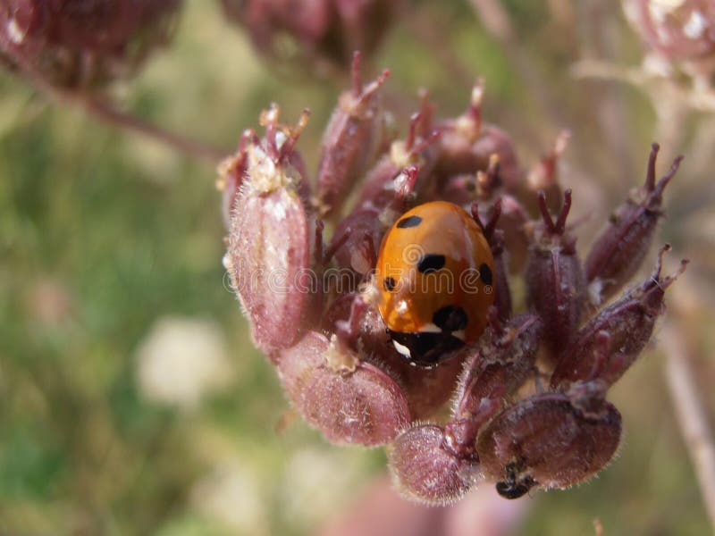 Wild Lady Bird Bug stock image. Image of bird, lady - 152850667