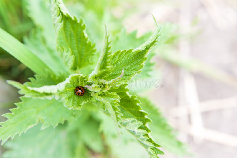 Lady Bird in Stinging Nettle Stock Photo - Image of ladybird, vegetable ...