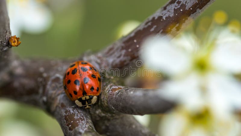 Lady bird stock photo. Image of nature, bird, beetle - 89775652