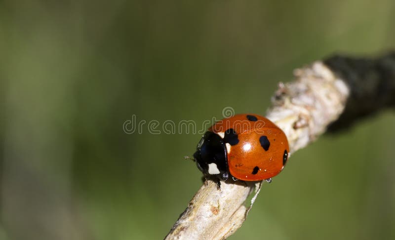 Lady bird stock photo. Image of lady, dots, animals, beetels - 54544352