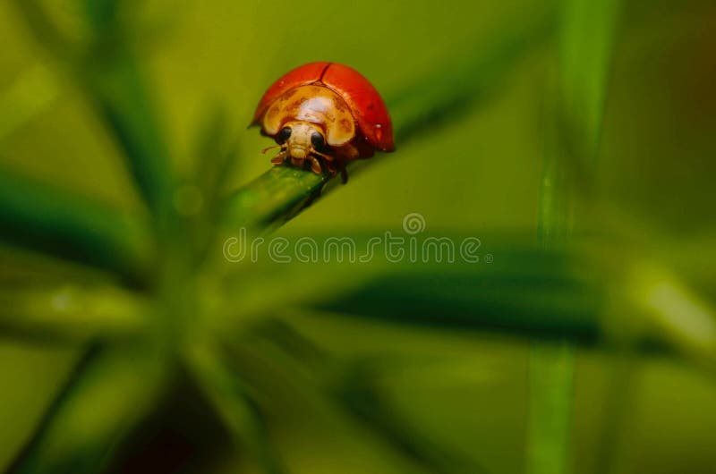 Macro Lady Bug stock photo. Image of macro, spots, blade - 19521466