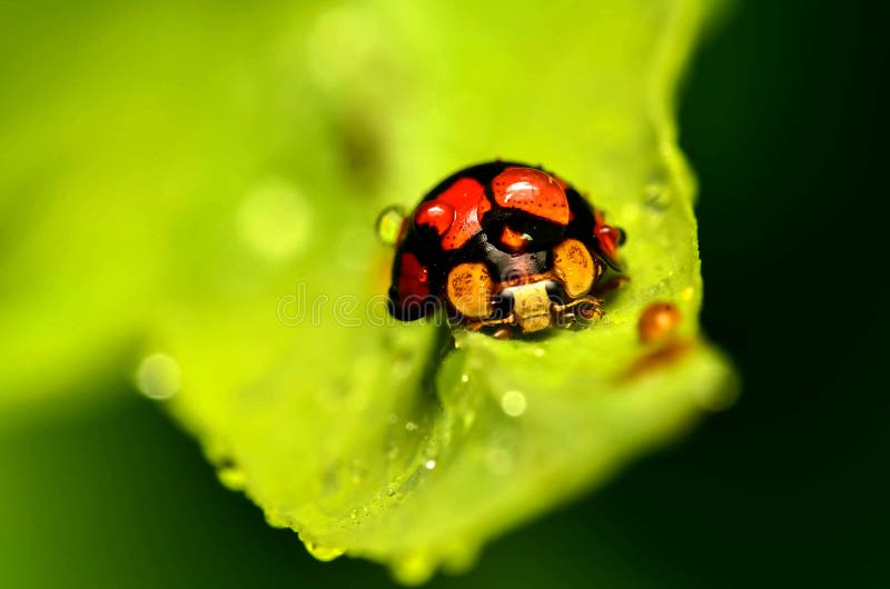 Macro Lady birth stock photo. Image of birth, organism - 62743126