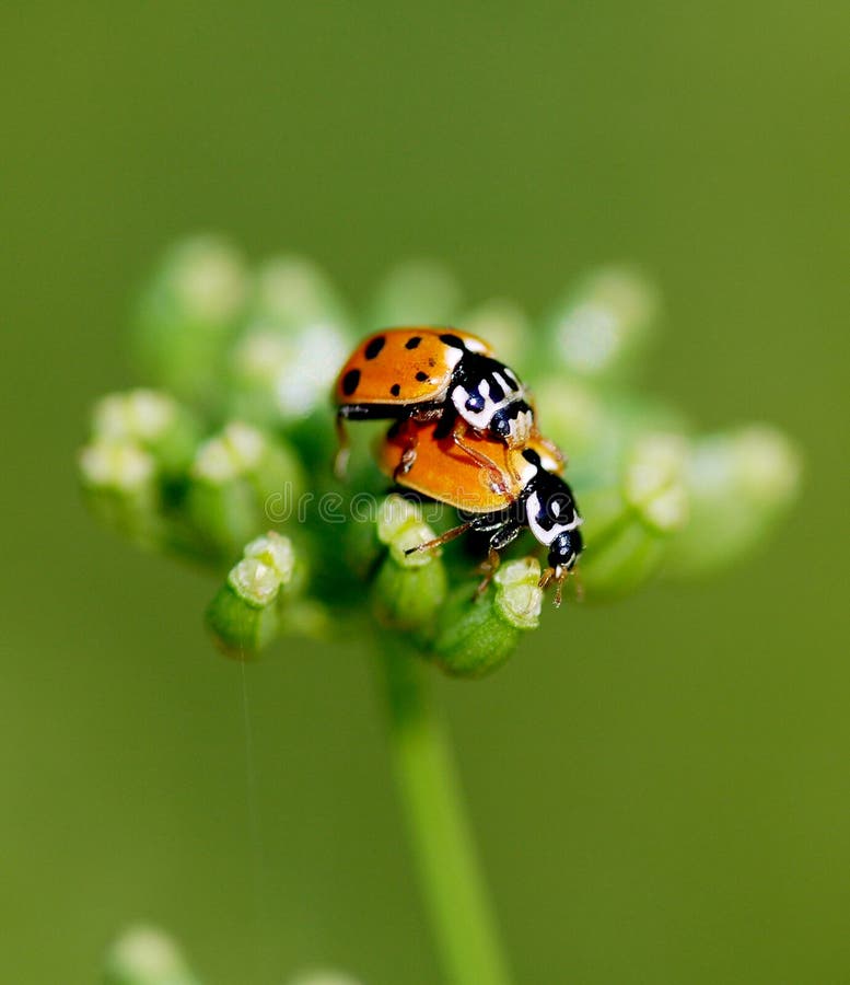 Lady bug stock photo. Image of plant, macro, garden, world - 1062170