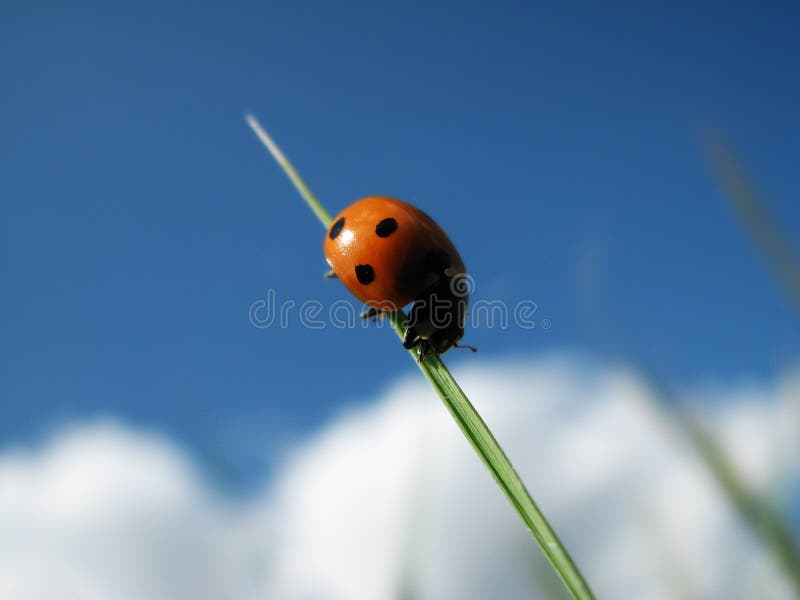 Lady bug stock image. Image of insect, orange, stalk, blue - 1285241