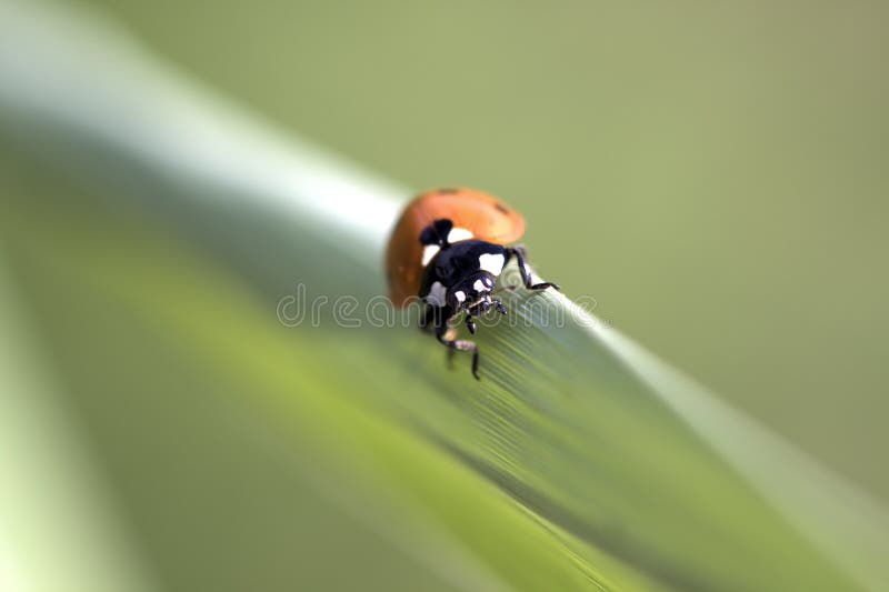Lady Bug stock photo. Image of edge, grass, summer, lady - 13296014