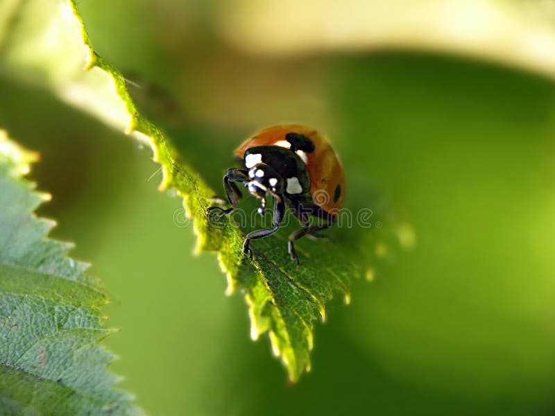 Lady bug stock image. Image of lady, white, sunlight, water - 8963637