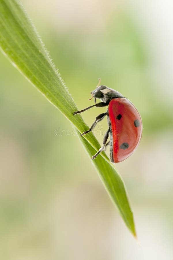 Lady Bug in the Grass stock image. Image of planting, legs - 142117