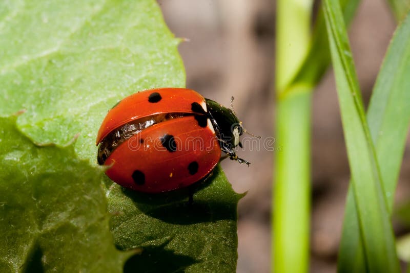 Lady bug stock photo. Image of ladybug, wing, nature - 21272062