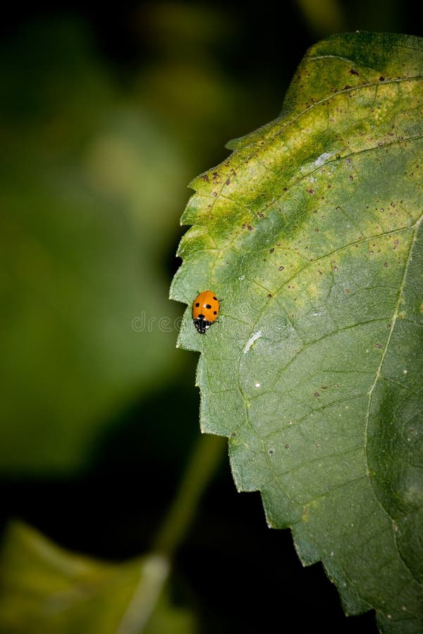 Lady Bug Picture. Image: 240475