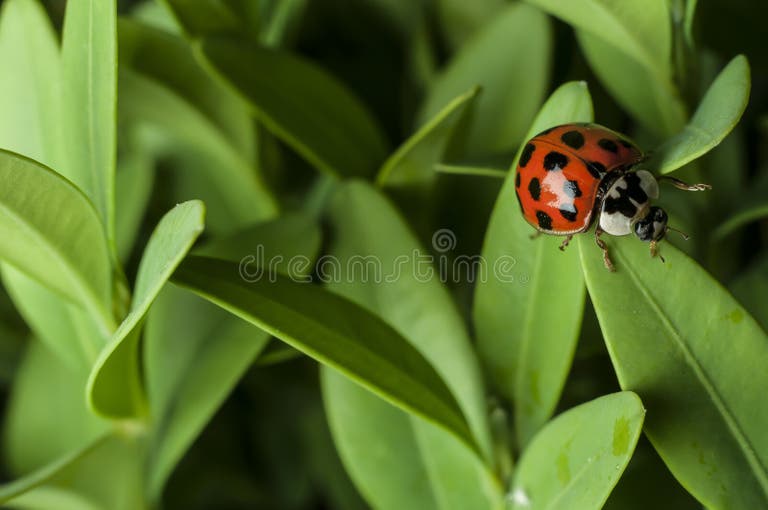 30,933 Bug Busting Day Stock Photos - Free & Royalty-Free Stock Photos ...