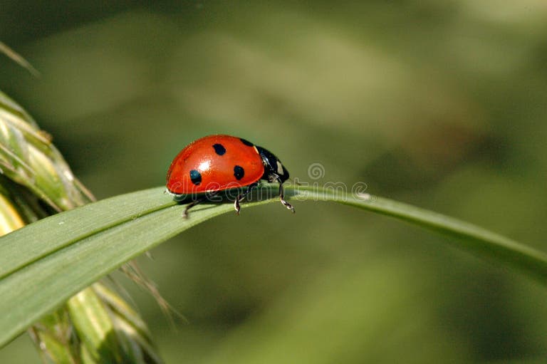 Lady bug stock photo. Image of spring, dots, ladybug, grains - 336680