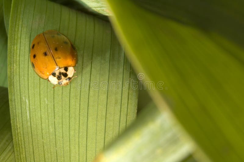 Lady bug stock image. Image of nature, stems, closeup, insect - 630571