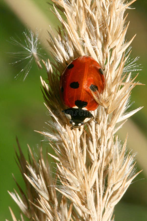 Ladybugs Meeting on High Cliffs Stock Photo - Image of colony, bugs: 125034