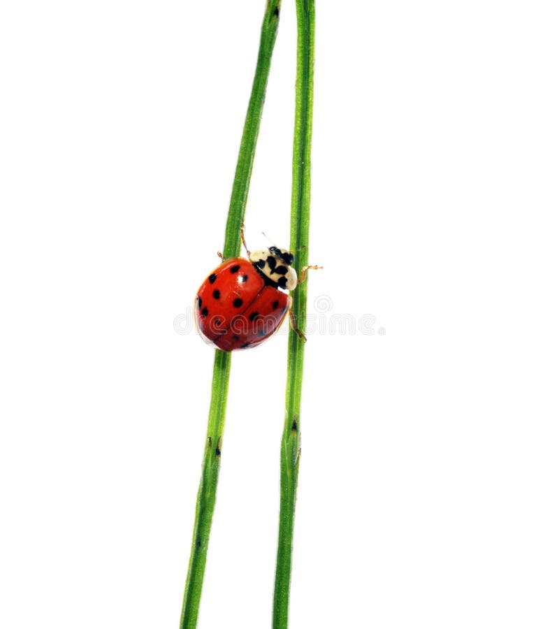Lady bug stock image. Image of loneliness, close, individual - 7701869
