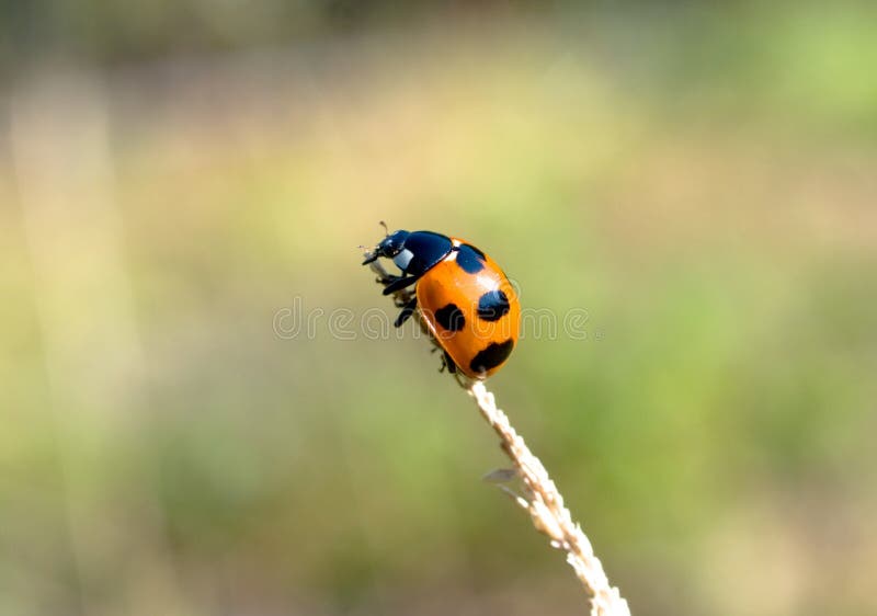 Ladybugs Meeting on High Cliffs Stock Photo - Image of colony, bugs: 125034