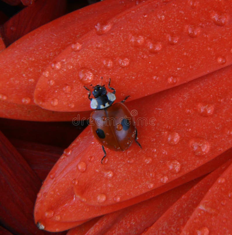 Ladybird...(1) stock image. Image of petals, light, beetle - 164141