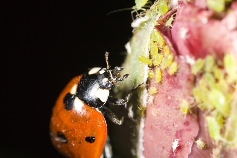 Ladybird attack aphids stock photo. Image of colony, aphididae - 24735922