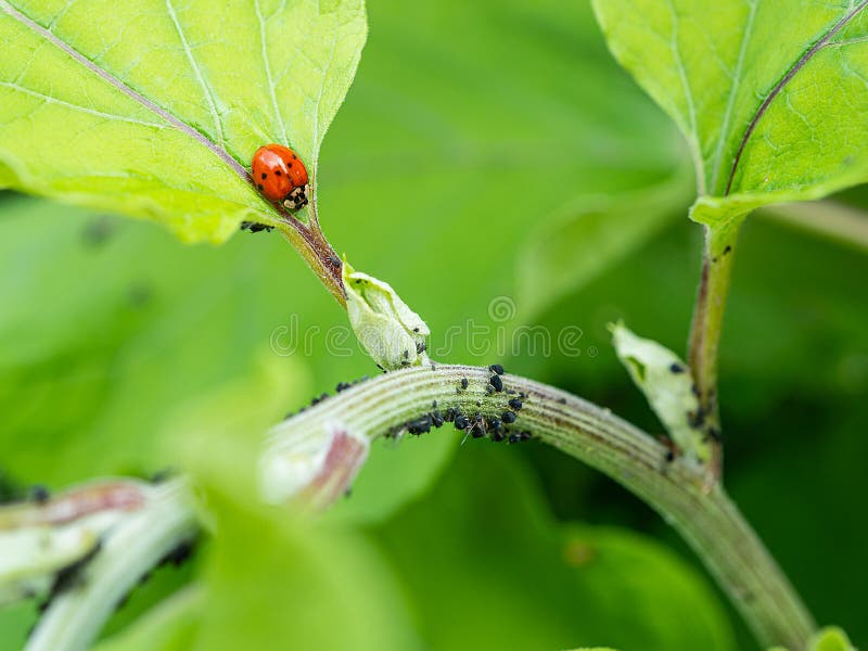 Lady Bug Attacking Aphids Blackflies and Preventig Damages at the Plant ...