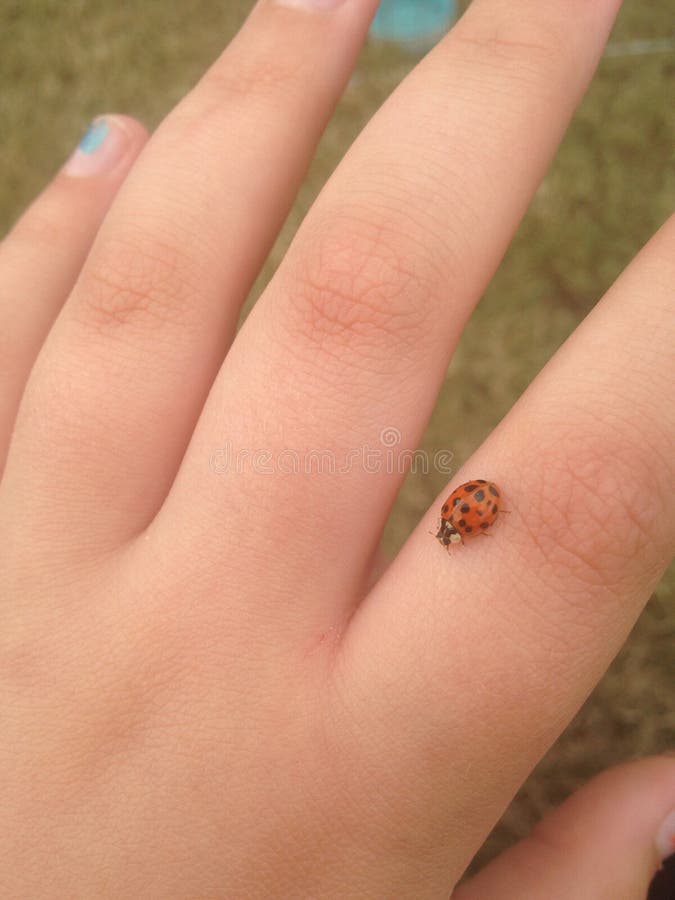 Lady bug stock image. Image of lady, black, beautiful - 44477921