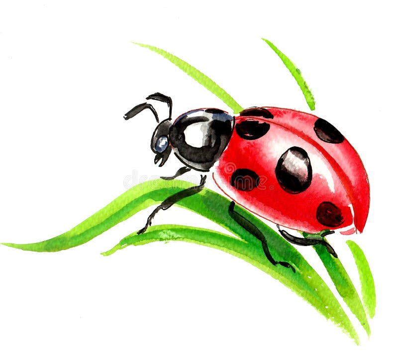 Lady bug beetle stock illustration. Illustration of insect - 361184184
