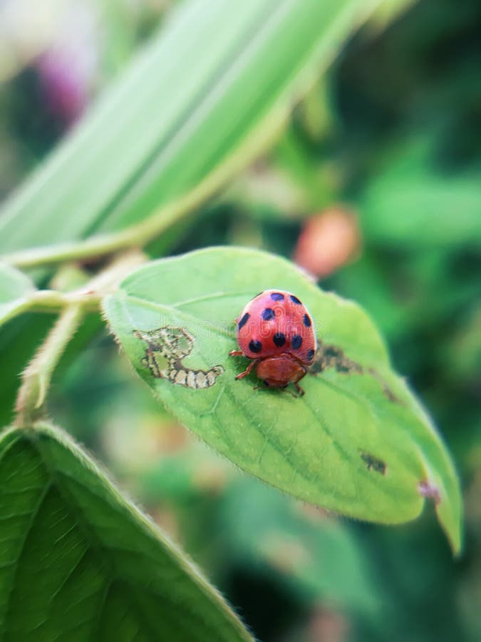 The breeding of lady bugs stock image. Image of field - 37480117