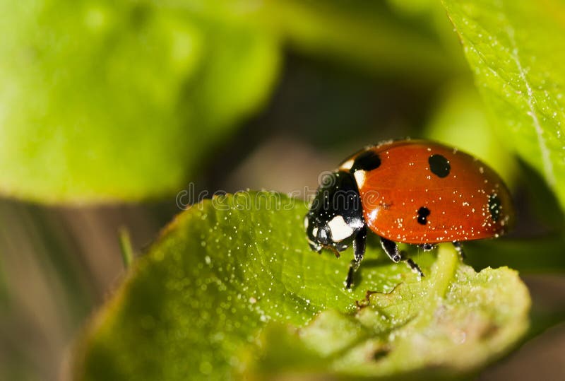 Lady bug stock image. Image of insect, animals, ladybug - 80146035