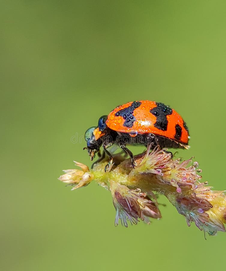 Lady Bug or Lady Bird on the Flower Stock Photo - Image of lady ...