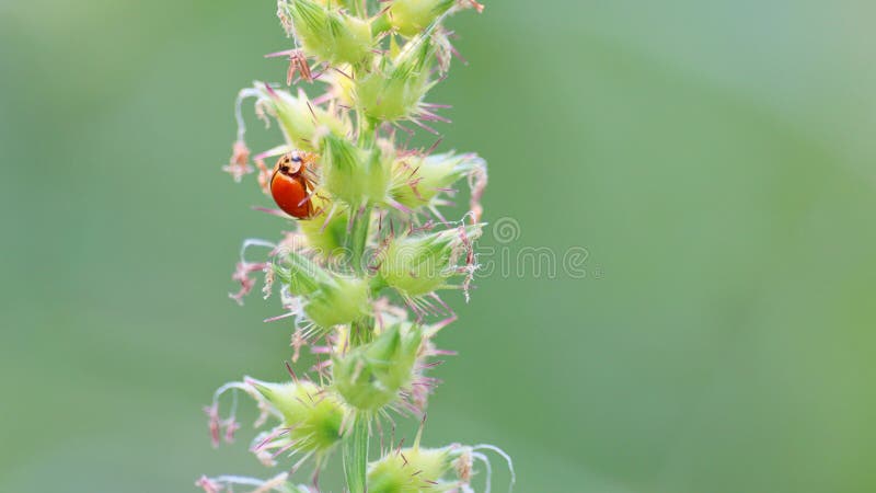 Lady bug on burr grass. stock image. Image of freshness - 144161577