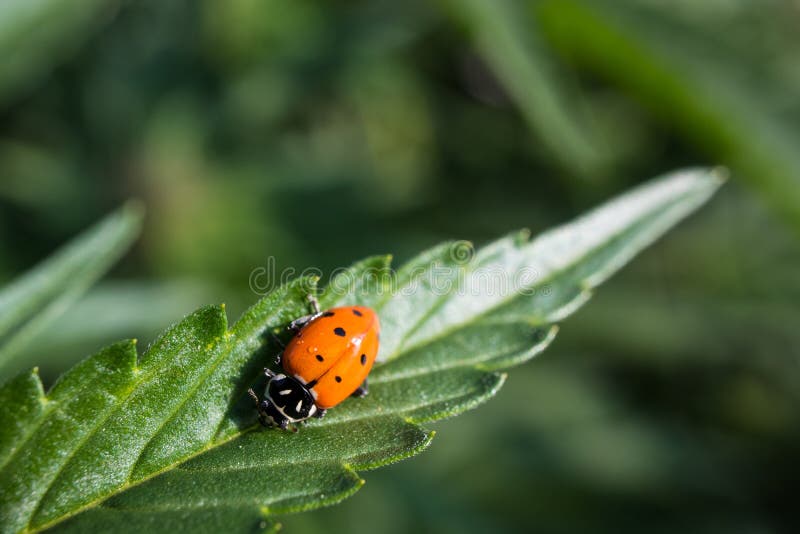 Lady Bug on a Cannabis Leaf Stock Image - Image of legal, lady: 196910971