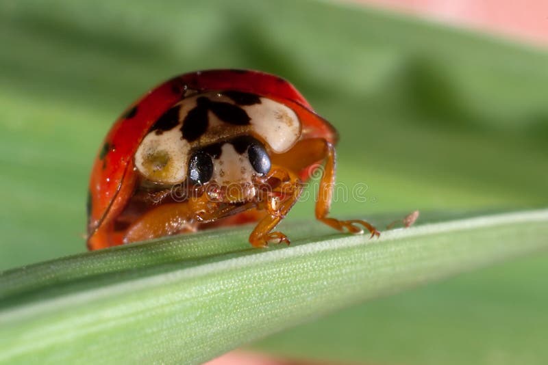 Lady Bug Close up 04 stock photo. Image of eyes, lady - 4180054