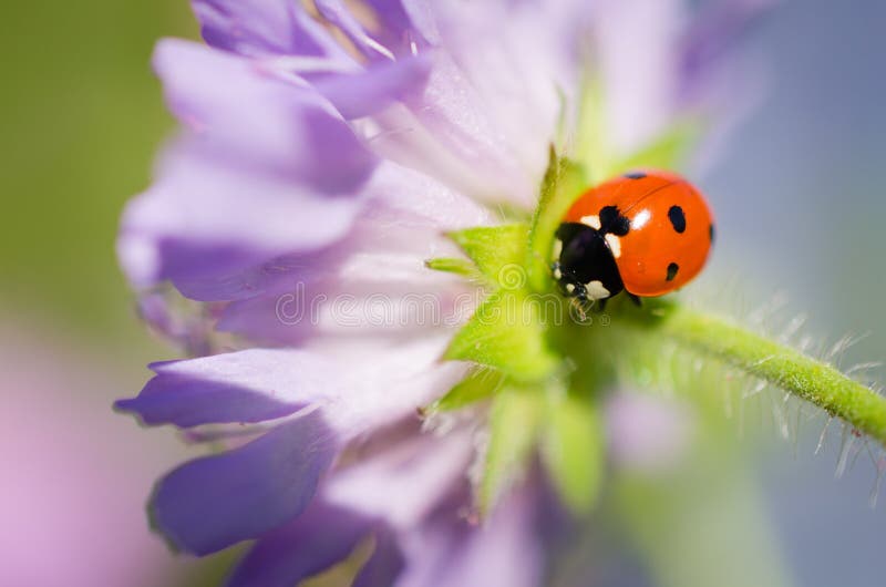 Lady Bug Close-Up stock photo. Image of insect, spots - 32041286